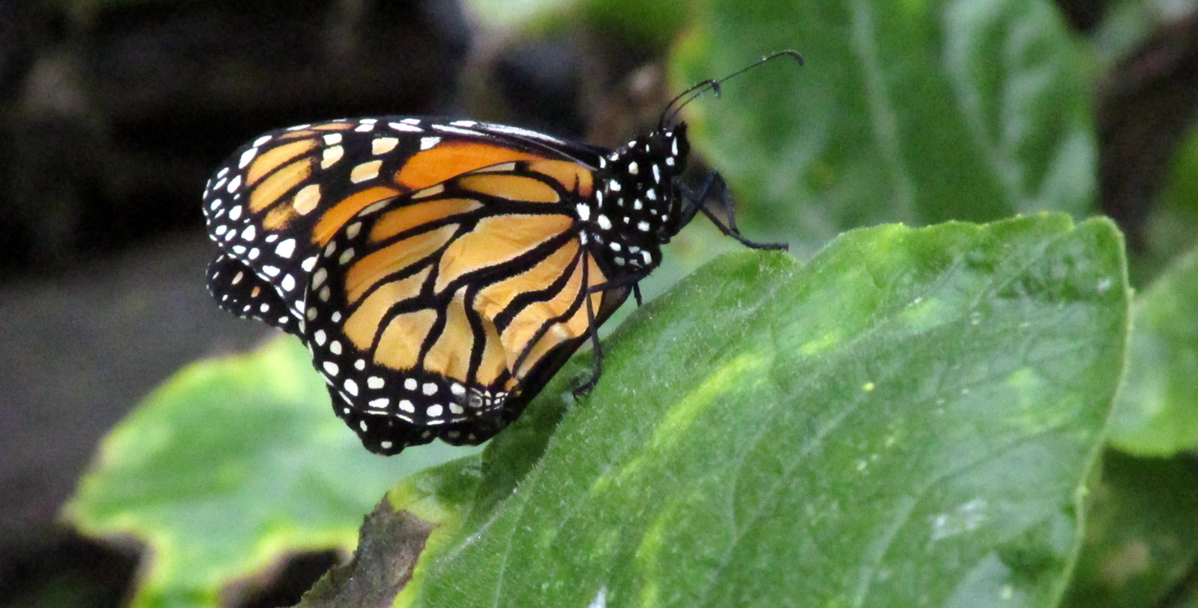 Sad addendum – A Moveable Garden